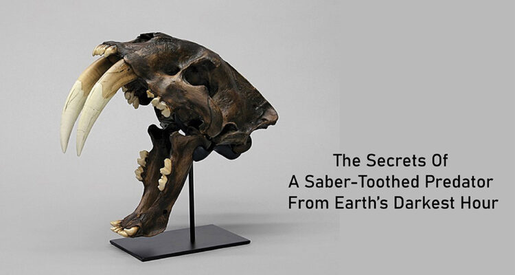 The Secrets Of A Saber-Toothed Predator From Earth's Darkest Hour